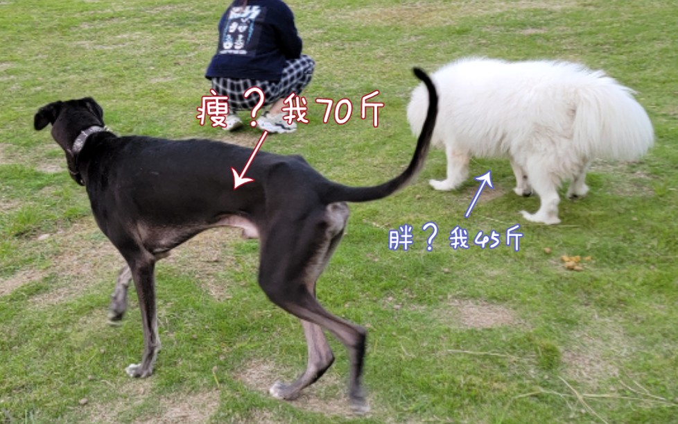 这狗怎么这么瘦,太可怜了吧?【中华细犬&灵缇】
