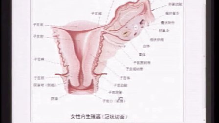 A0001--17.女性生殖系统、乳房、会阴