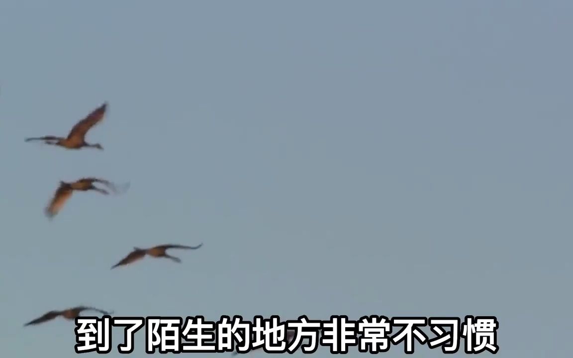 古代都是用信鸽送信,鸽子是如何找到准确位置的?看完你就懂了