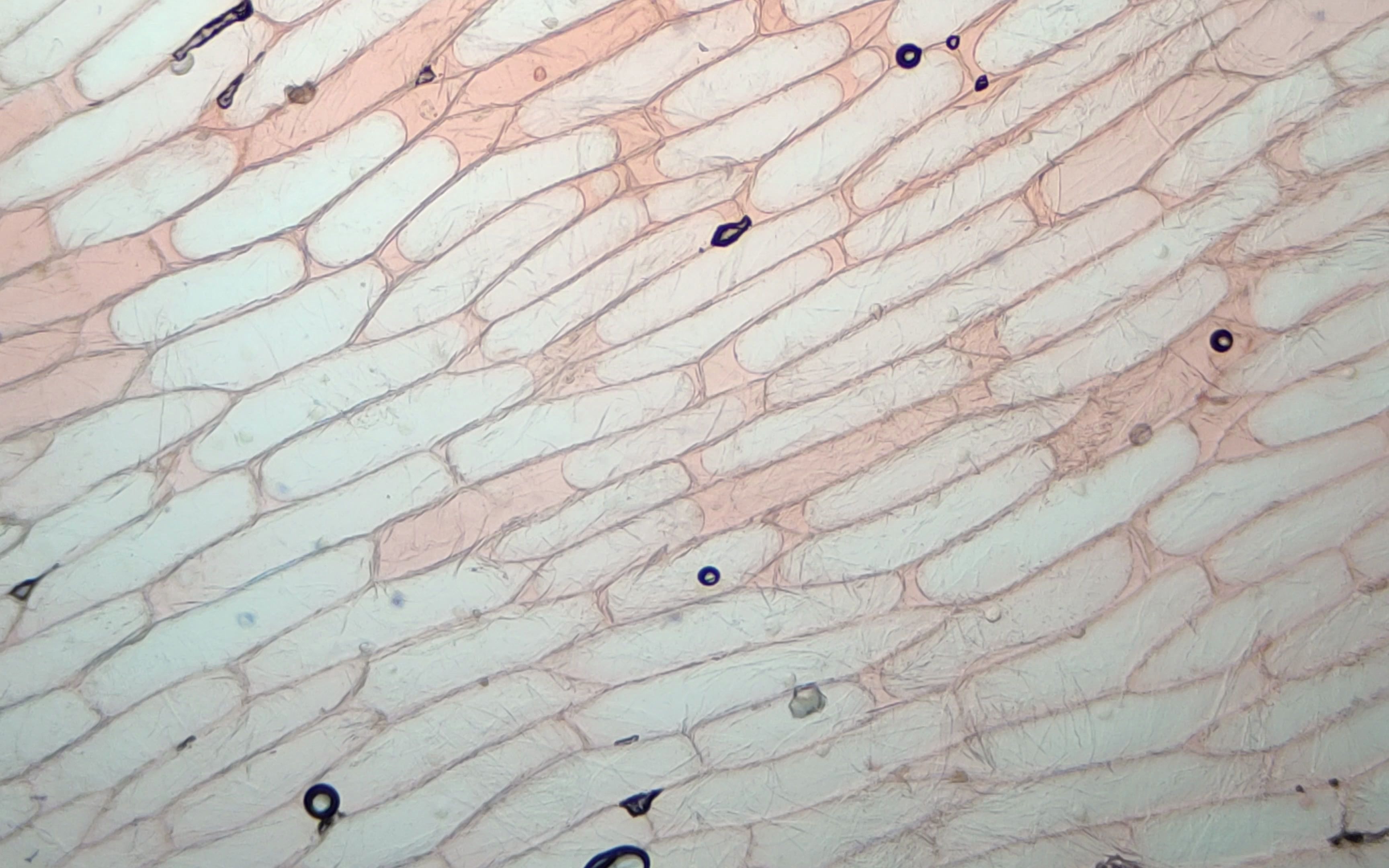 洋葱鳞片叶内表皮临时装片滴加0.06g每ml胭脂红溶液后发生质壁分离...