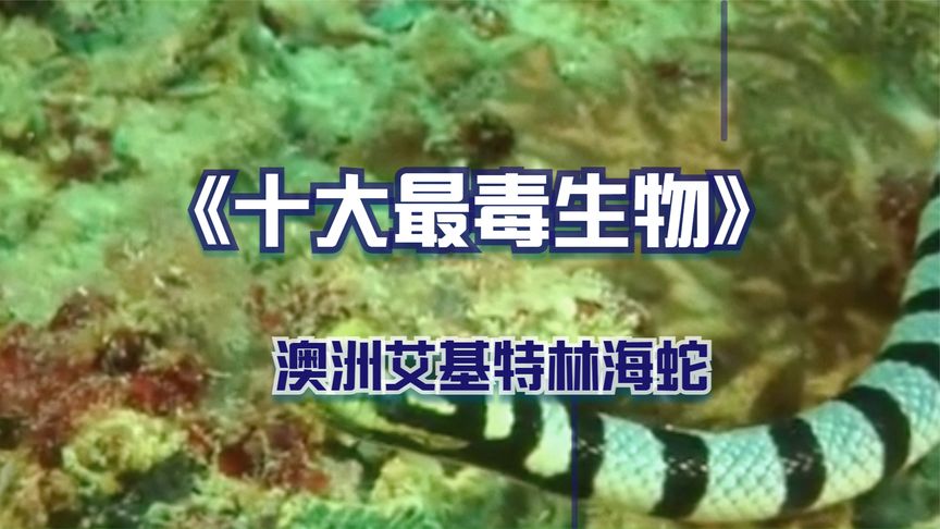 Top02澳洲艾基特林海蛇-世界最毒十大生物