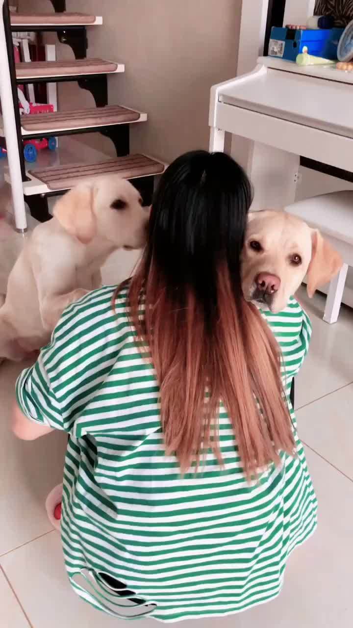 同样是狗狗咋就这么大差距呢