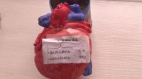 渭南初级中学 生物组模型制作大赛