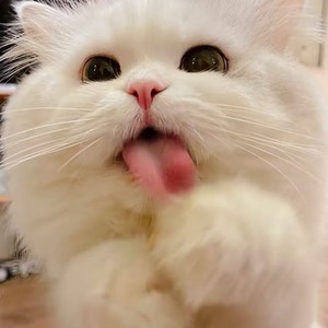 土豆是猫猫不是朵云彩 