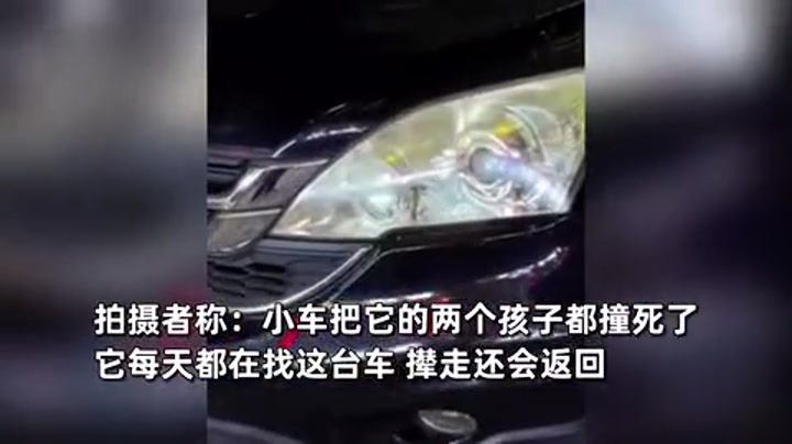 流浪狗每天不停抓咬小车,满是抓痕,拍摄者:车撞死了它的两个孩子,每天...