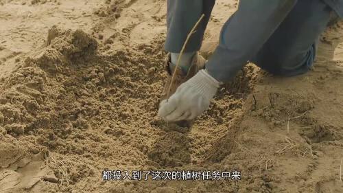 塞罕坝植树造林经典一战,决战马蹄坑!最终取得胜利