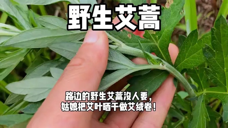 野生艾蒿全身是宝,艾叶做艾绒,艾蒿杆煮水泡脚好处多!