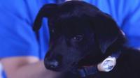 狗狗皮肤瘙痒怎么办? 这招教你搞定