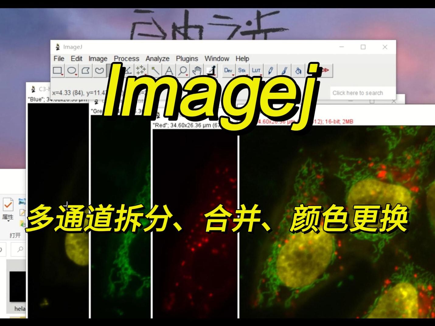Imagej多通道拆分,合并,颜色更换