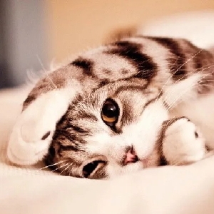 鱼鱼喵Meow 
