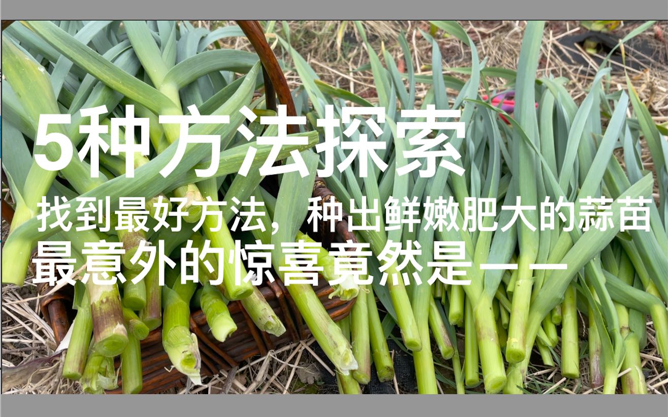 5种方法种蒜苗,得出6大结论。说说种蒜苗最好的方法。最意外的惊喜...