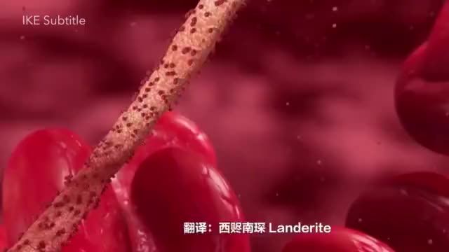 科普动画:病毒是如何与我们一起进化的?