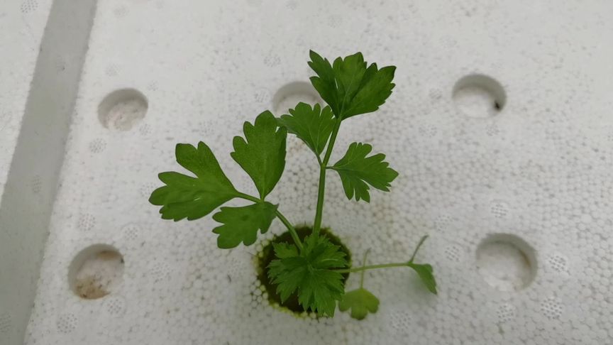 全部都是无土栽培#万物可爱 #花卉绿植 #一花一草一世界