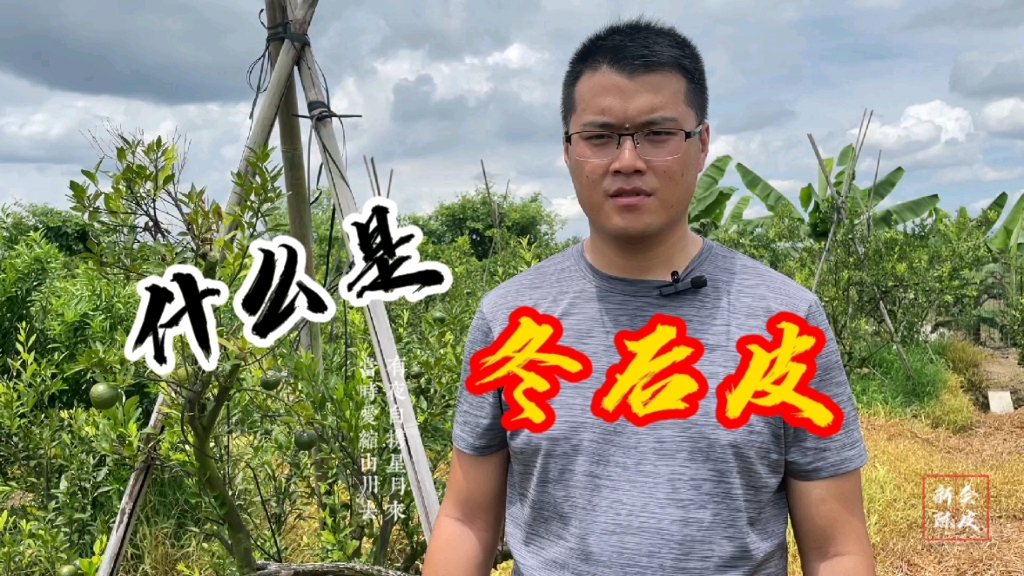 什么陈皮属于冬后皮呢?