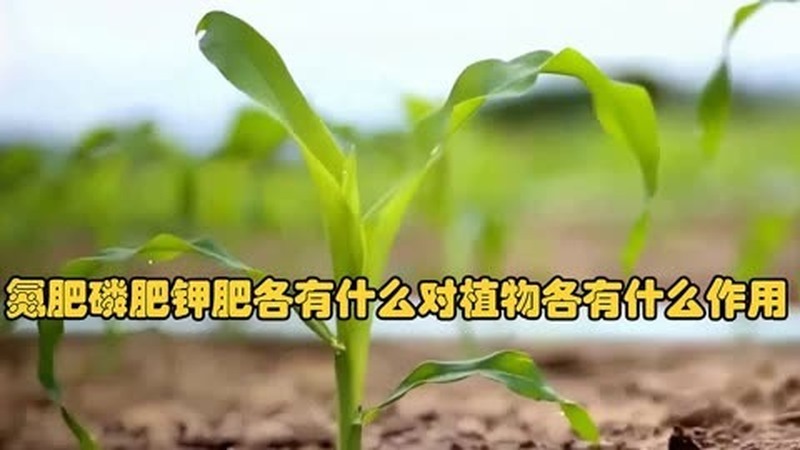 氮肥磷肥钾肥各有什么对植物各有什么作用,精准施肥助力增产增收