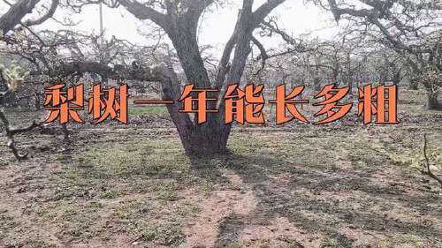 一年长粗这么多!梨树生长速度实测大公开