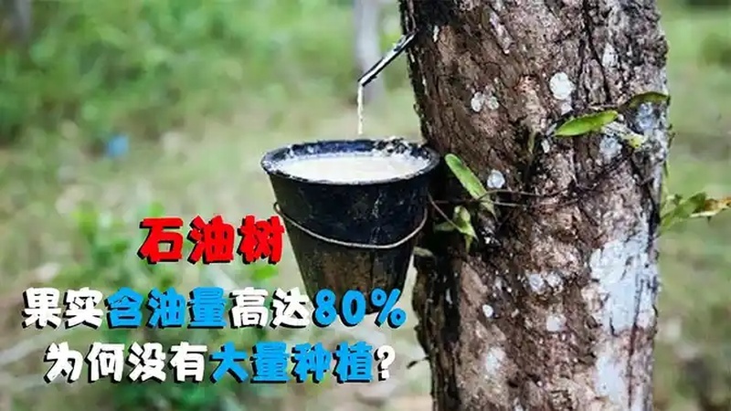 科学探索,石油树有多强?果实含油量高达80,为何没有大量种