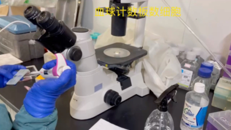 科研必备—CCK8血球计数板数细胞