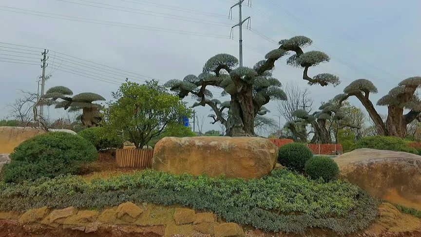 百万级的造型树如何设计造景#园林景观 #庭院景观 #景观石