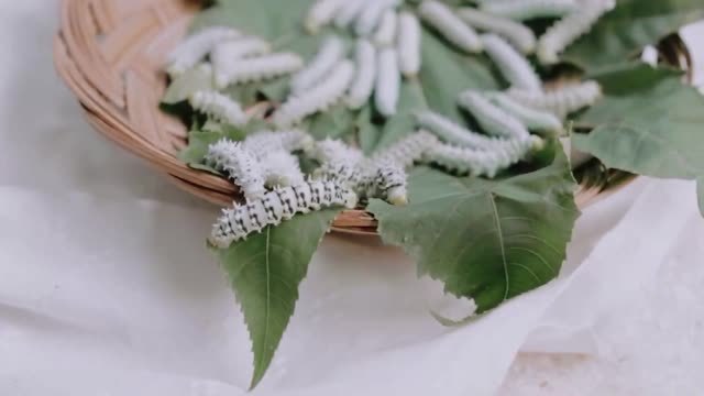 蚕吐完丝就死了吗?它的一生