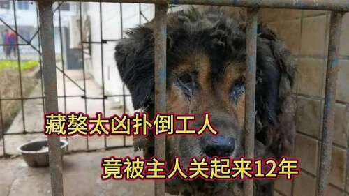藏獒扑倒工人被囚禁12年,获救瞬间让人泪目!