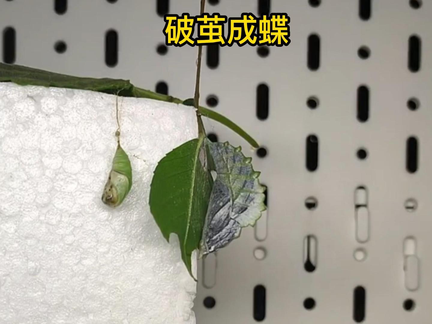 用30秒带你看看蝴蝶破茧成蝶的过程