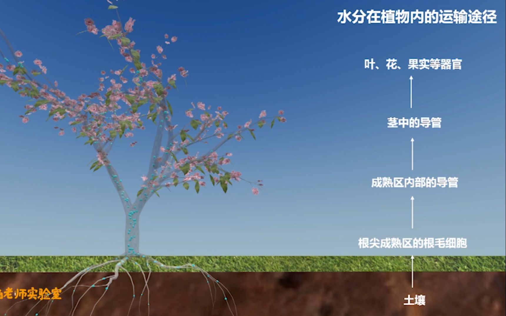 【橘老师实验室】植物对水分的吸收和运输