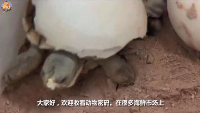 乌龟和鳖怎么区分?为什么人类吃鳖比吃乌龟多,今天可算知道了!