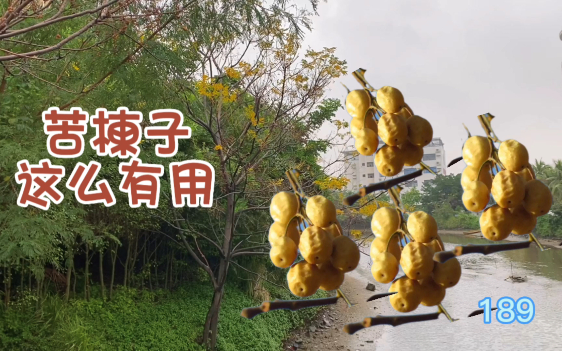苦楝树的果实,是天然的杀虫剂又可以治冻疮,用处多多
