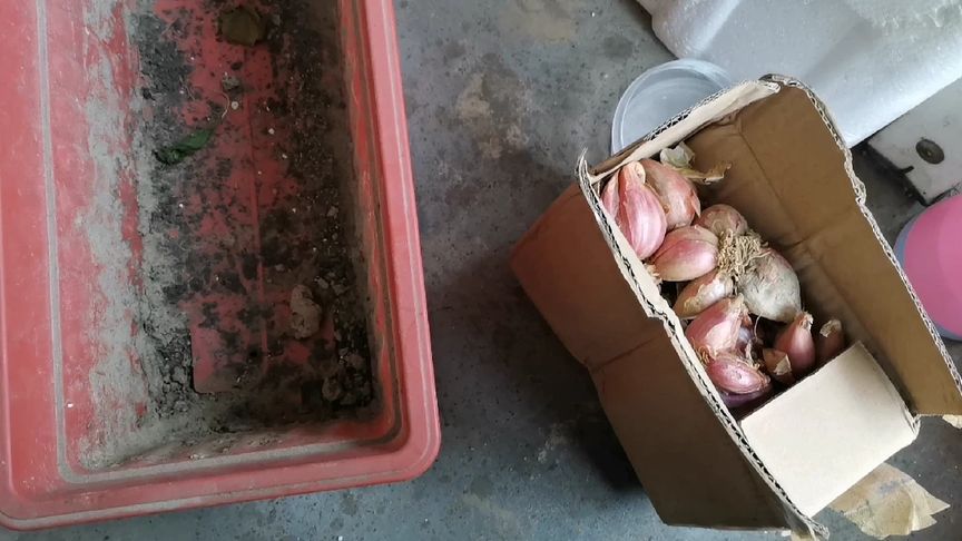 记录了重要配菜之小葱和大蒜的成长对比,大蒜果然是王者,长的快