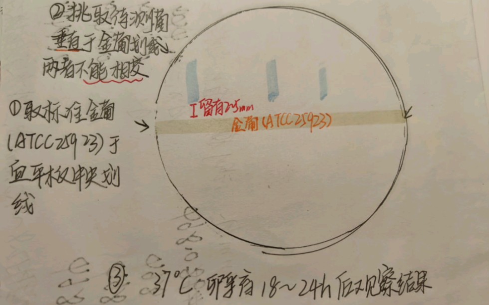...性球菌之 B群链球菌 金黄色葡萄球菌 以及B群链球菌鉴定CAMP实验