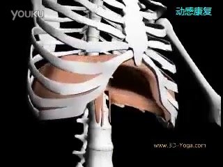 3D膈肌运动_ 发生在肺内的气体交换(肺与外界的气体交换)