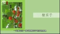 山里这种红果, 采来煮水喝, 可滋肾养肝, 40岁以上的男人要多吃
