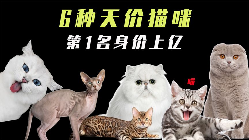 盘点6种最昂贵的猫咪,第一名身价上亿!