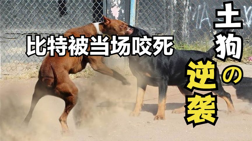 如何将家狗训练成战斗狗?比特被土狗咬死在擂台上!业余挑战职业
