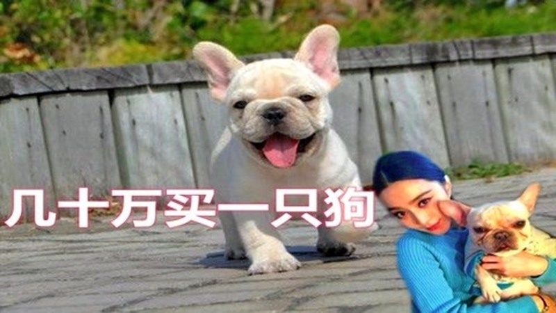 曾经几十万元的一只法斗犬,会和藏獒一样沦为下酒菜吗