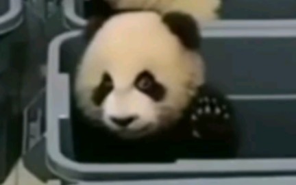 【熊猫】货物积压仓库爆仓,准备打折销售了