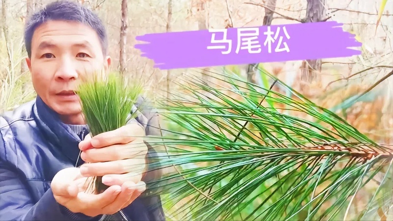 往年被人们当柴烧的马尾松,竟然能做成松针茶,你了解它的作用吗
