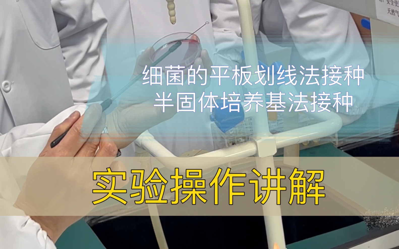 实验操作讲解(细菌平板划线法和半固体培养基法接种)