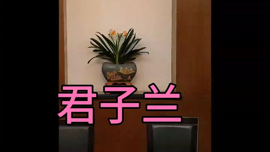 美丽的办公室及公司会议室盆花摆放