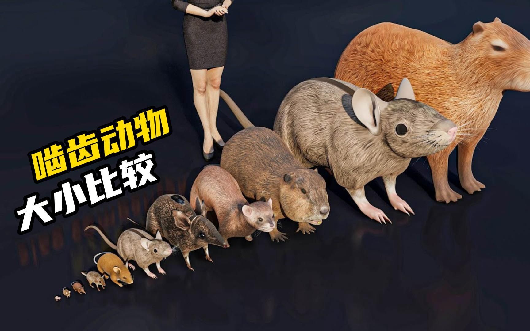 啮齿动物大小比较,3D动画!
