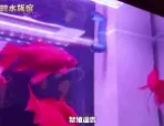 鱼缸中的滤材很重要,关于滤材的摆放你们了解多少