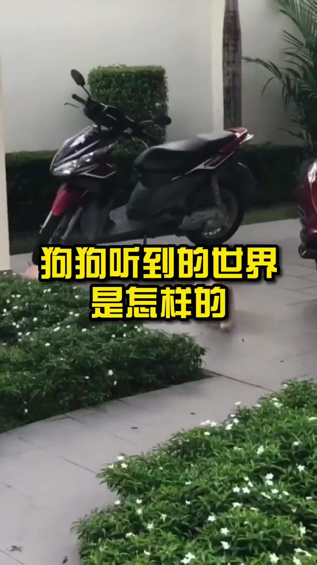 狗狗听到的声音是怎样的狗狗家有傻狗萌宠