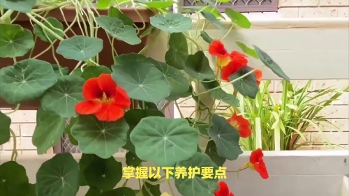 旱莲花养护全攻略:四季有方,花繁叶茂