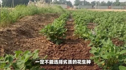 种植花生一窝下种几粒?花生种植时间和生长期