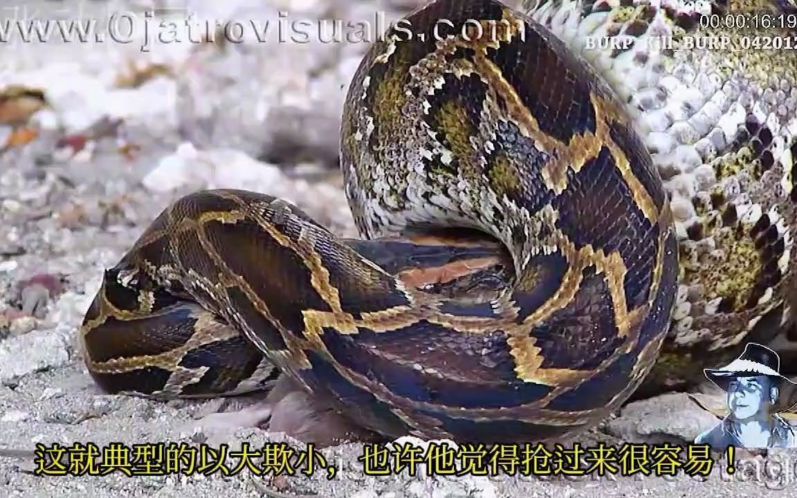 大蟒蛇抢夺小蟒蛇的猎物!##蟒蛇 #动物世界 #万物皆有灵性