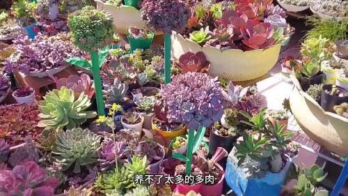 多肉植物创意种植,还省空间