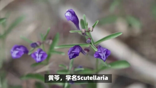 黄芩:多种药理作用,如抗氧化、抗炎、抗肿瘤、抗菌等