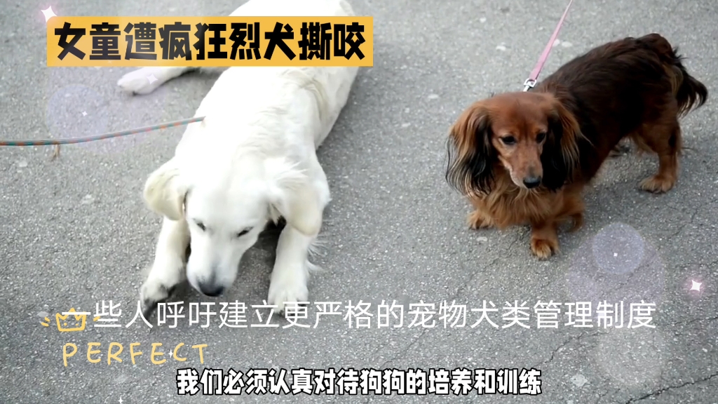 起小女孩被狗咬事件,养狗人,遛狗人,