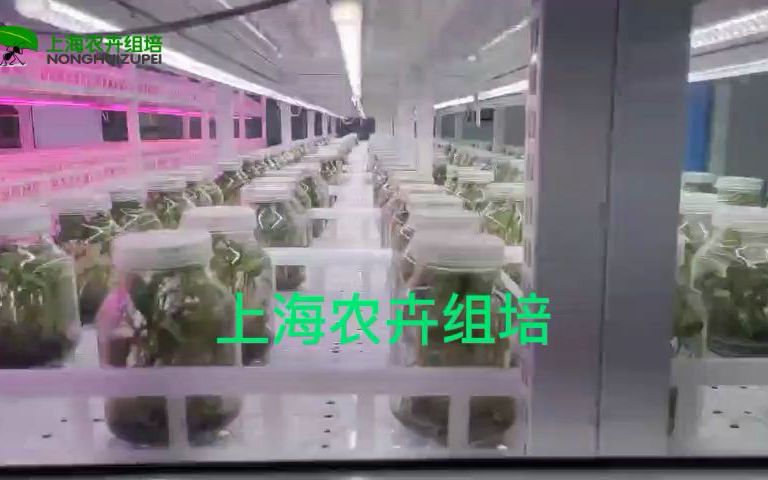 植物培养架 光照组培架 马铃薯组培室设计方案